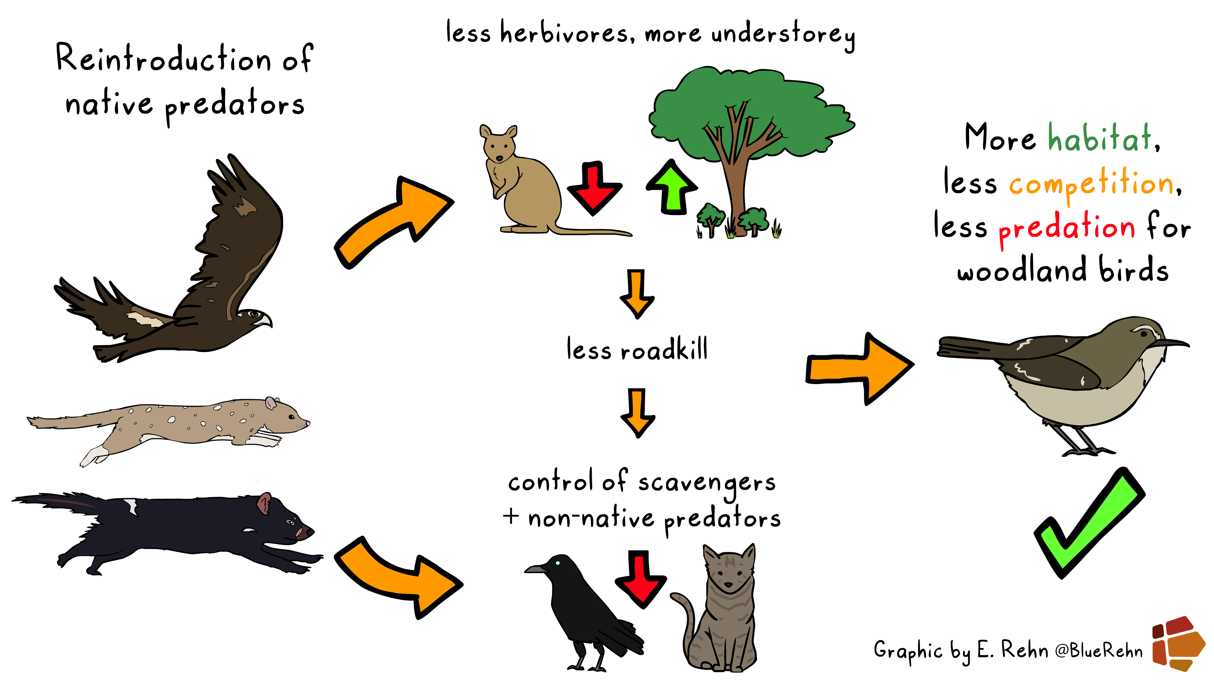 Supplementary Information podcast – Dr Emma Rehn