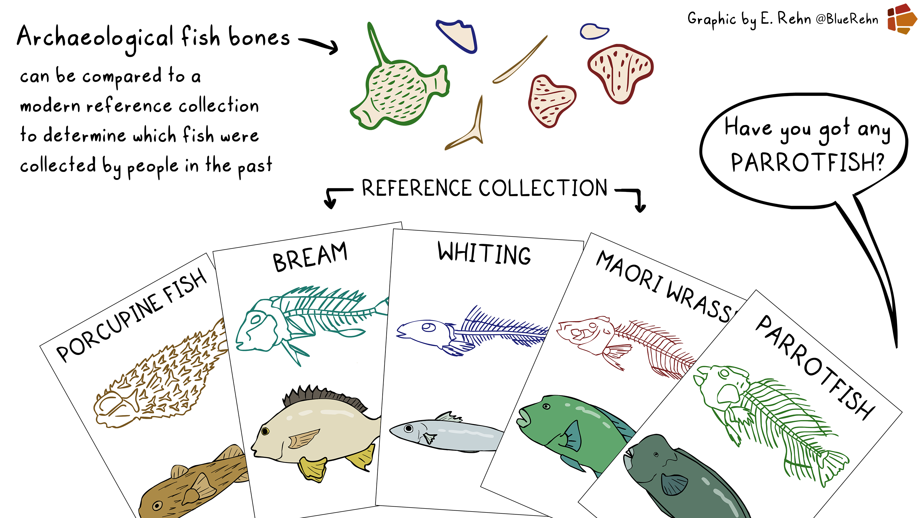 Supplementary Information podcast – Dr Emma Rehn