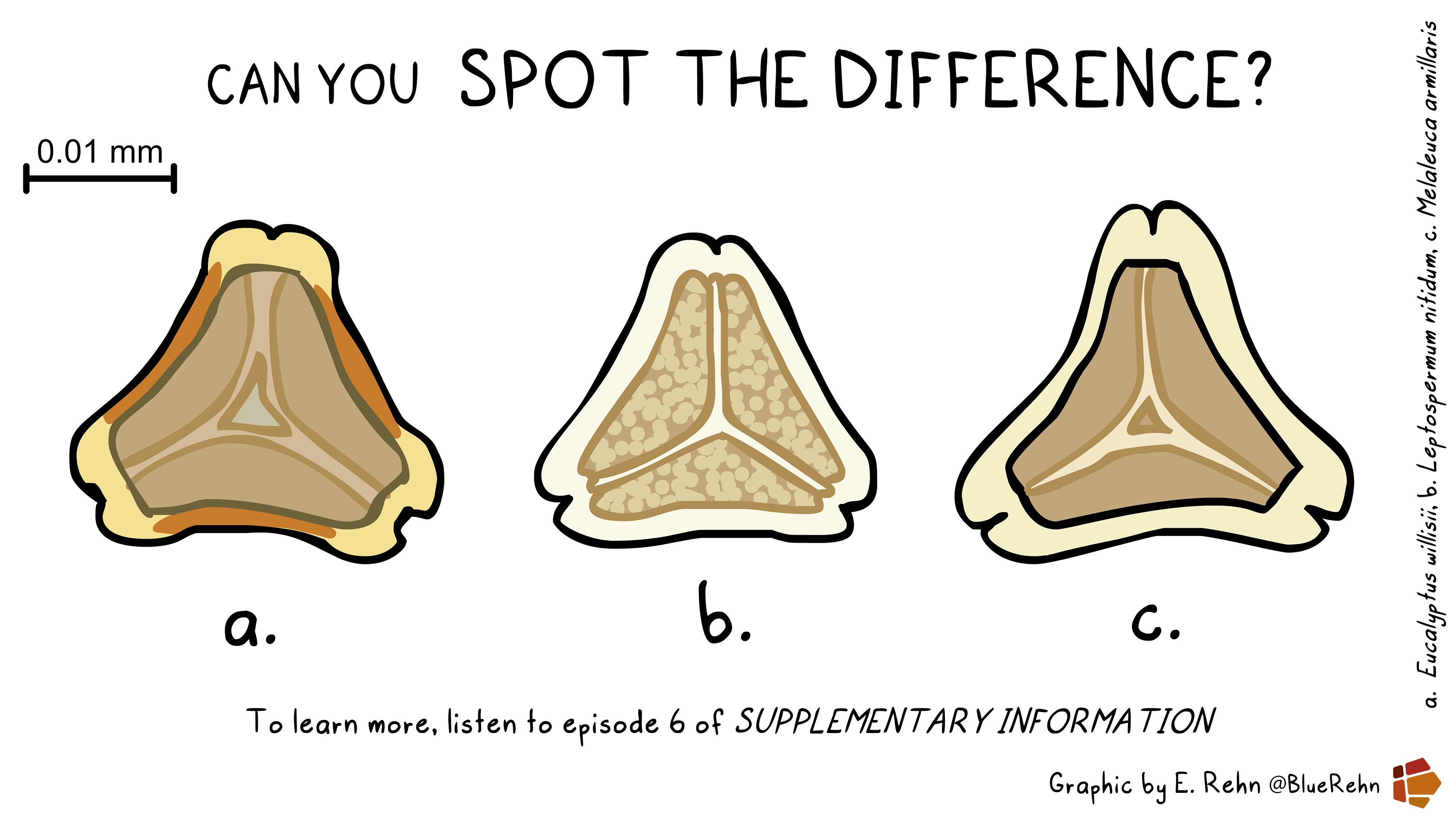 Supplementary Information podcast – Dr Emma Rehn